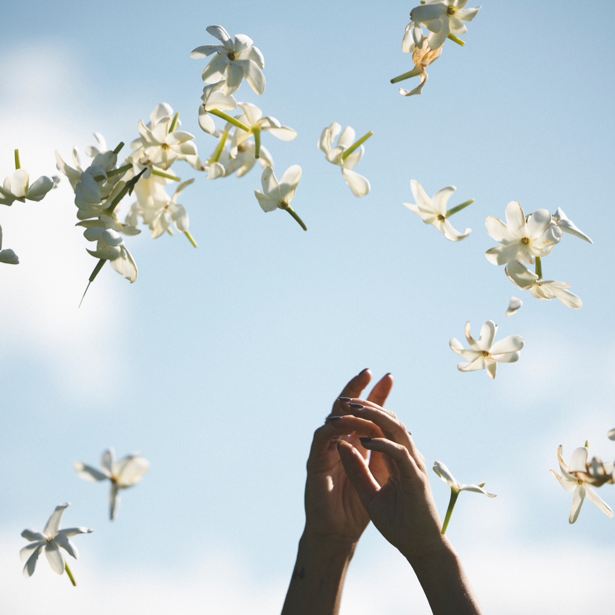The Tiare Flower : The Secret Ingredient Behind Orā